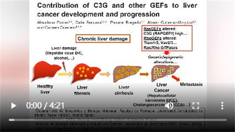 Contribution of C3G and other GEFs to liver cancer development and ...