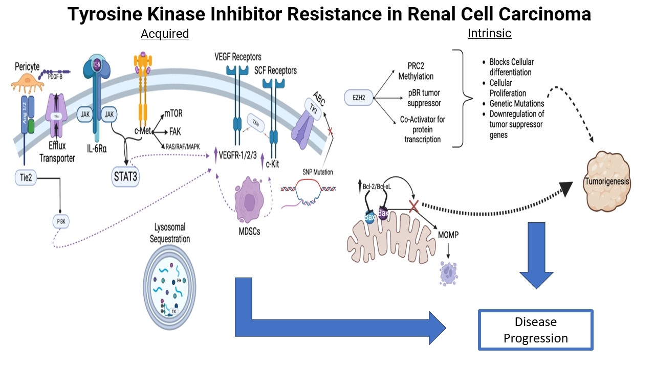 Mechanisms of tyrosine kinase inhibitor resistance in renal cell carcinoma
