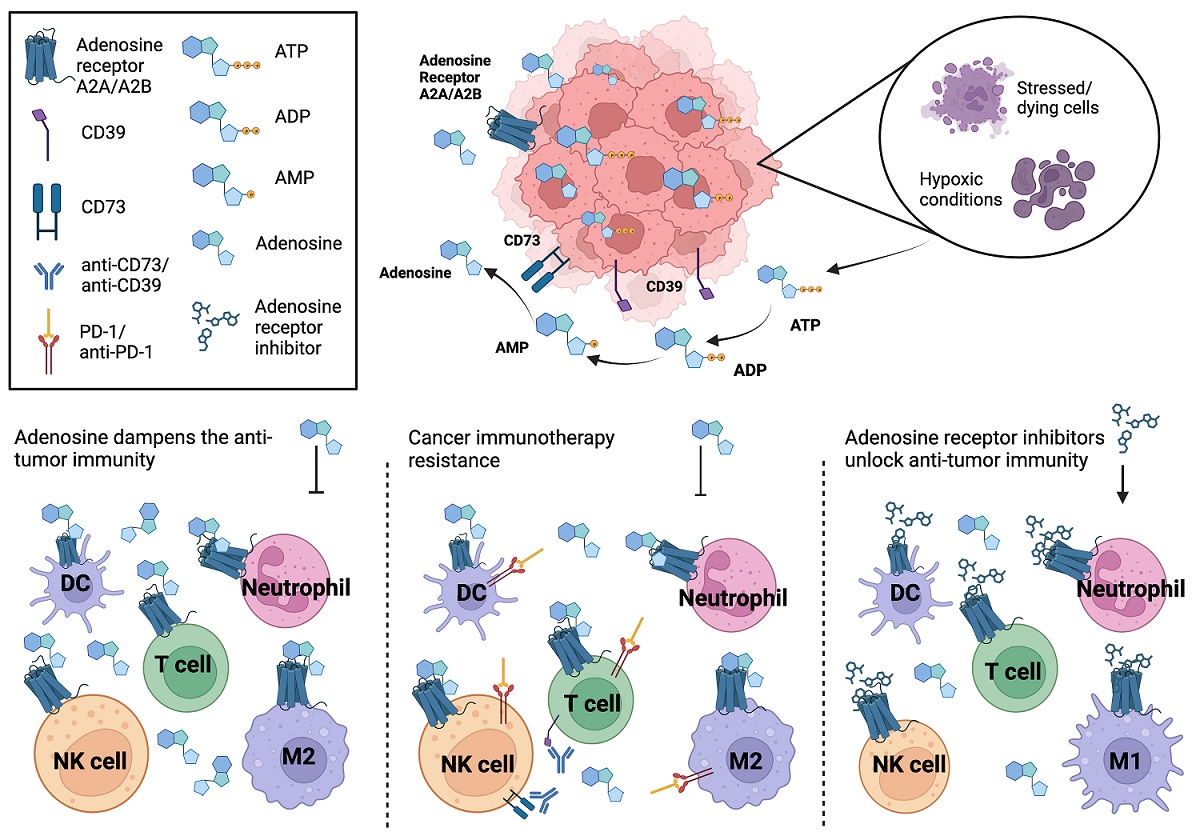 Unlocking antitumor immunity with adenosine receptor blockers