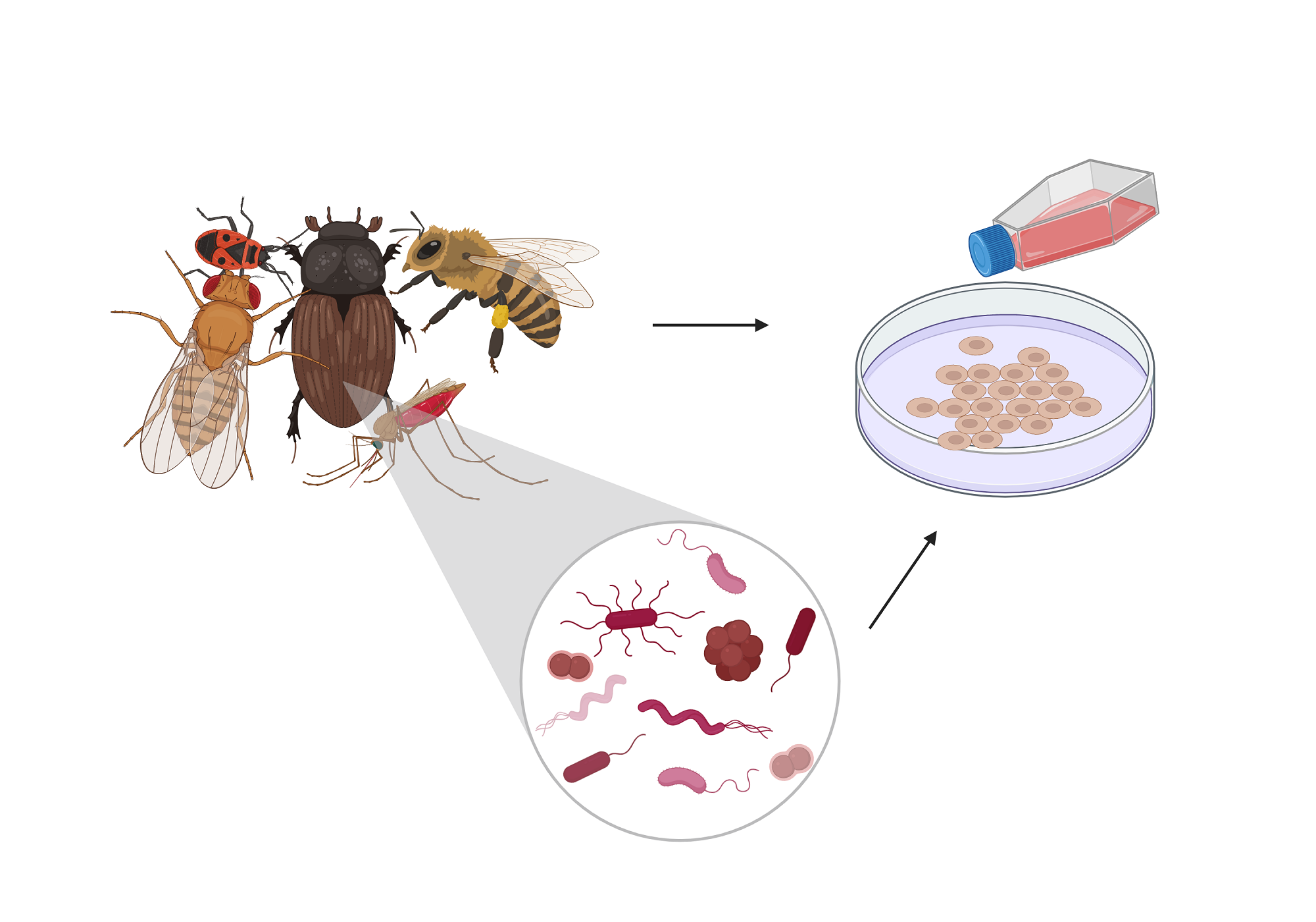 The untapped potential of cell culture in disentangling insect ...
